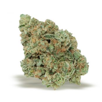 Sherb Cream Pie Strain | Cannabis Dispensary | Theory Wellness